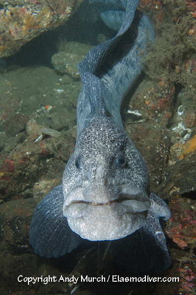 Pictures of Wolf Eels, Anarrhichthys ocellatus.